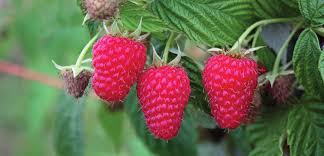 Pepiniera arbusti fructiferi afin, zmeur, mur, coacaz, agris